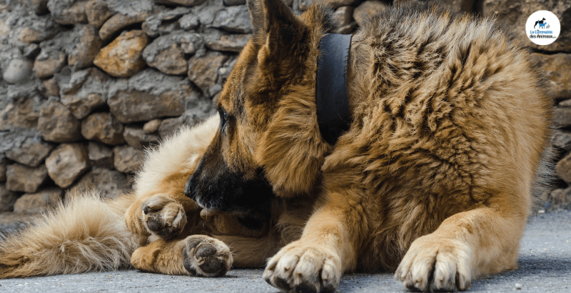 Conseil Vétérinaire - Blog - Pourquoi mon chien se lèche-t-il tout le ... Conseil Vétérinaire - Blog - Pourquoi mon chien se lèche-t-il tout le ...